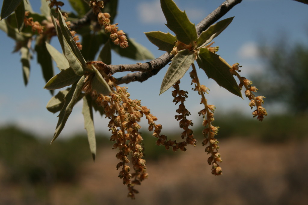 Quercus, Tree of Life / KXCI