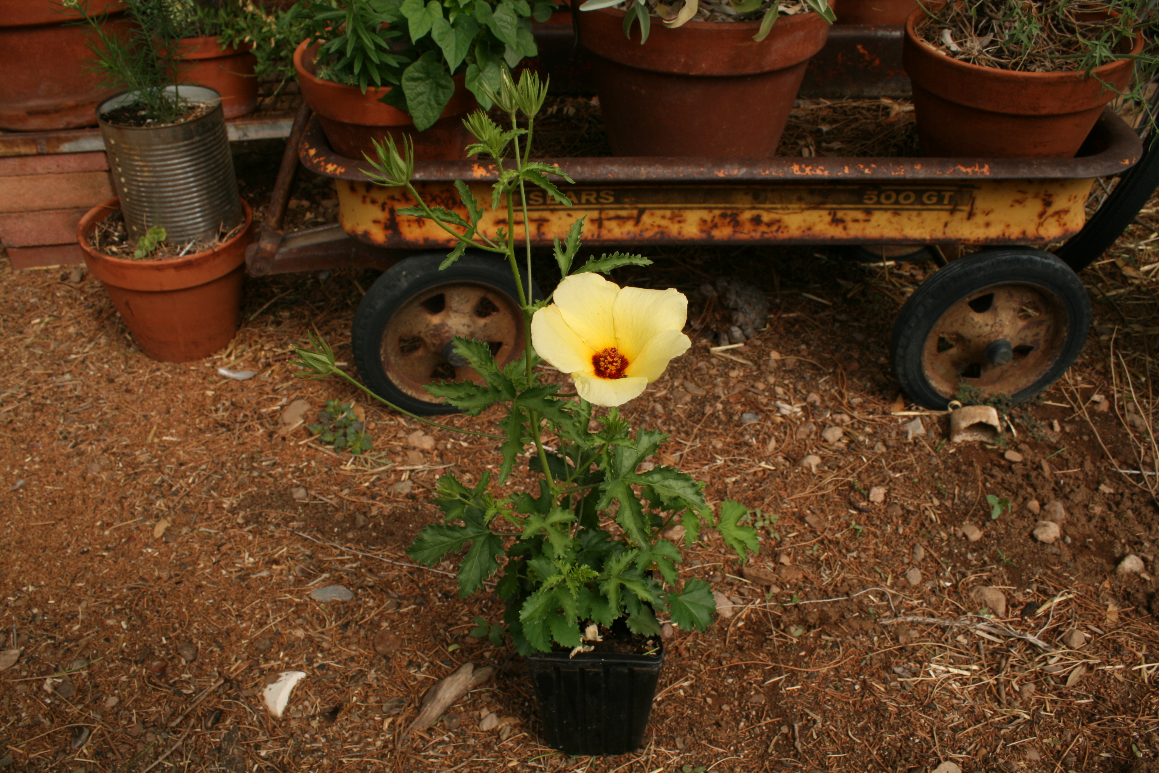 Desert Rosemallow / KXCI