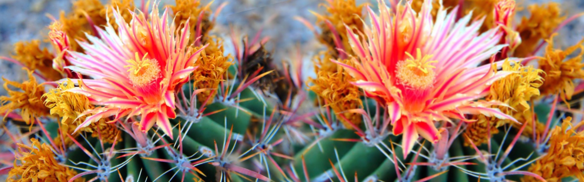 Dr. Christina Colosimo DO, MS – Hospital Based Gun Violence Prevention ...