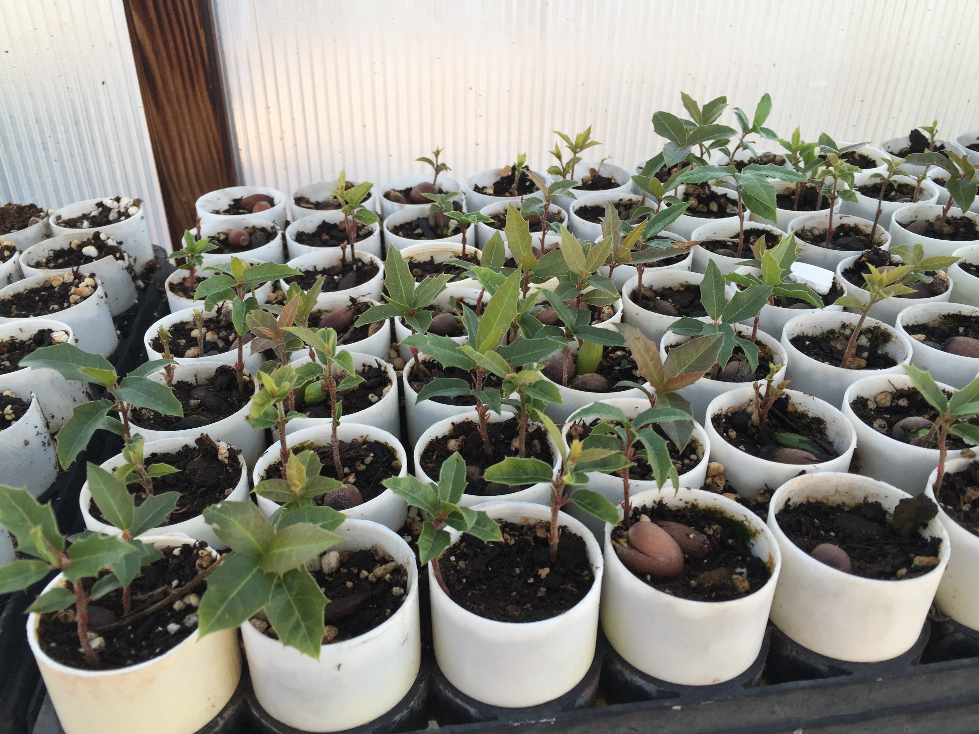 Ancient Plants and Ancient Water / KXCI