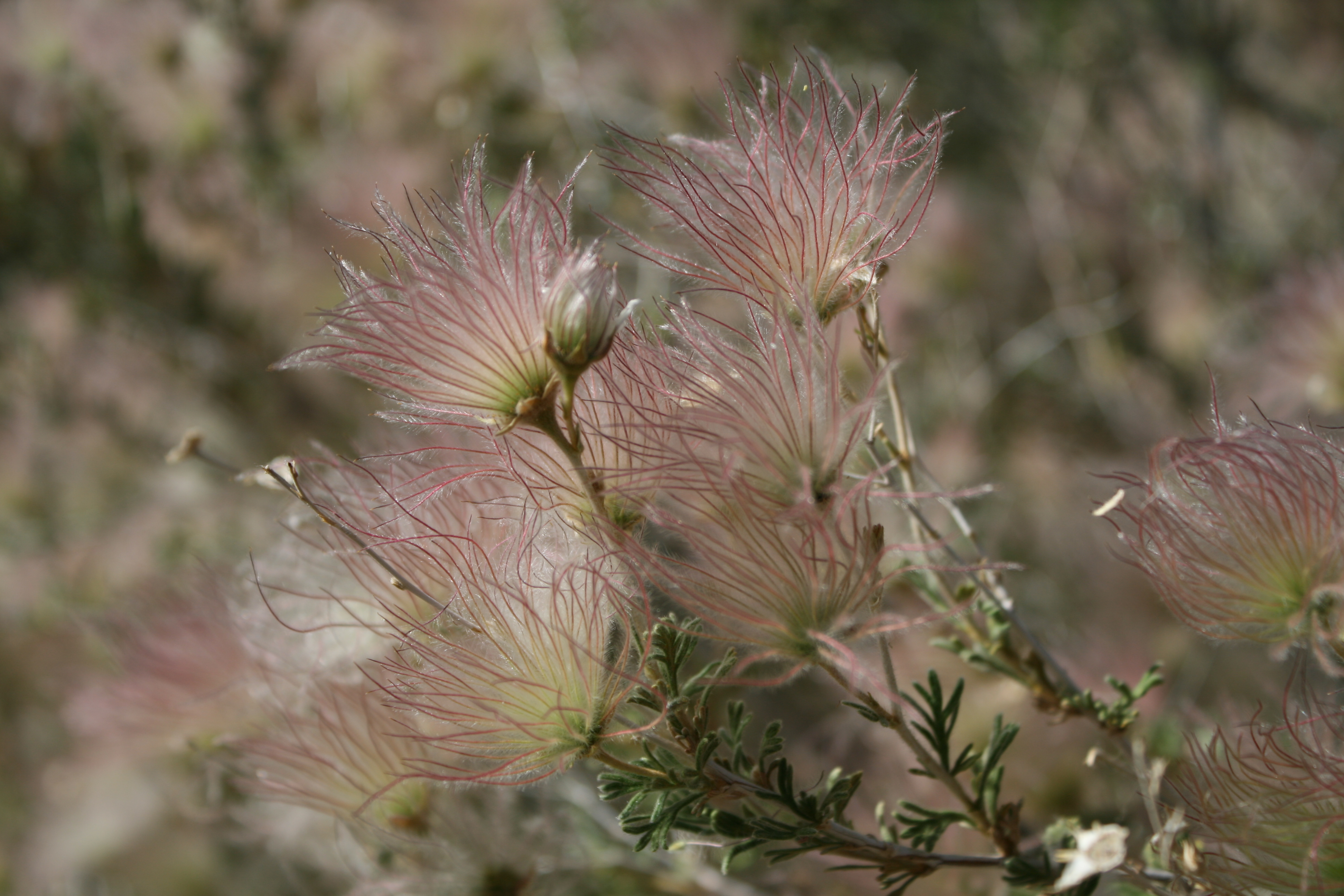 Fallugia paradoxa / KXCI