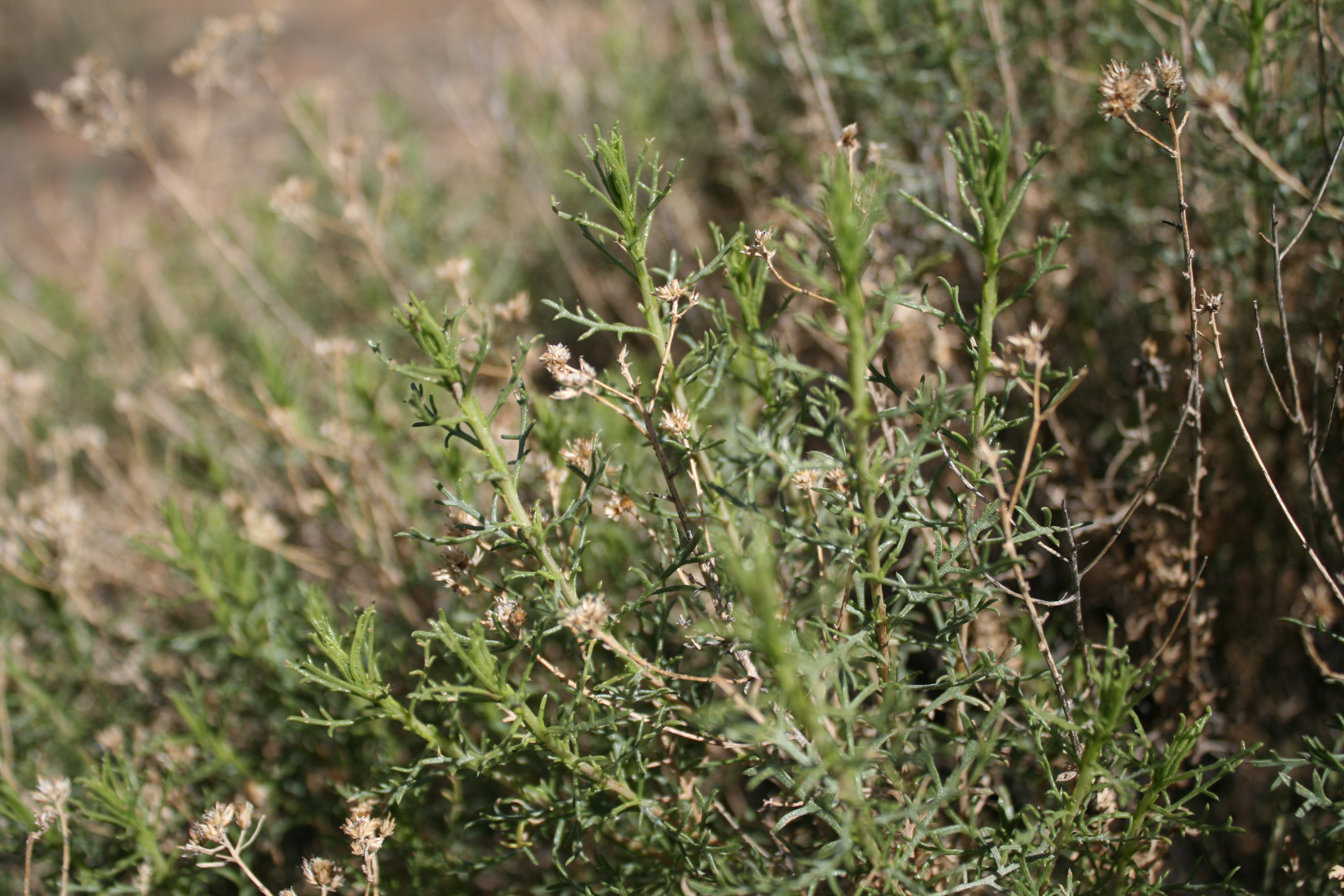 The Burroweed Festival / KXCI