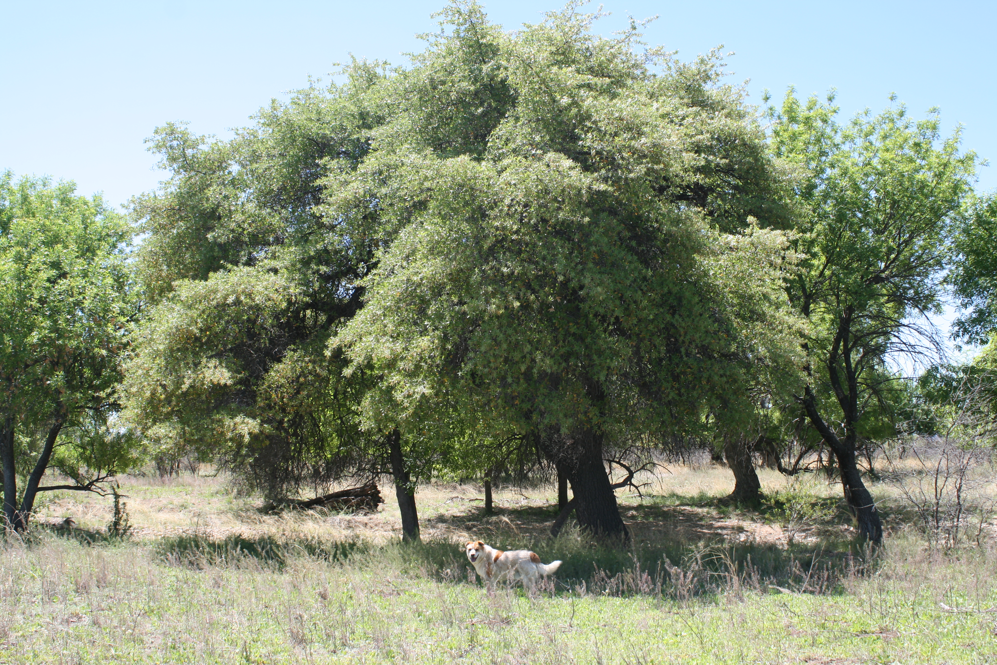 Quercus, Tree of Life / KXCI