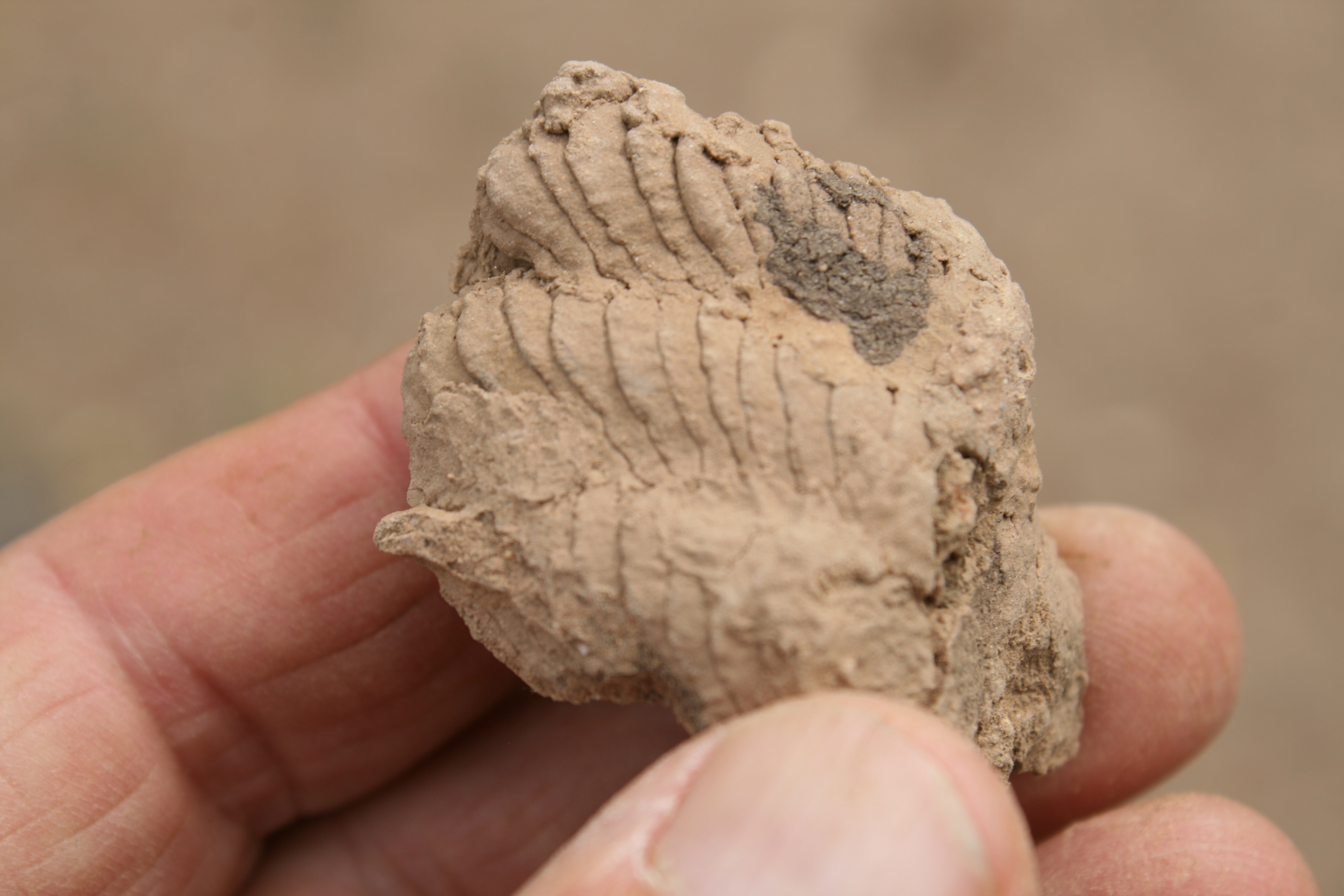 Mud Daubers in the Barn / KXCI