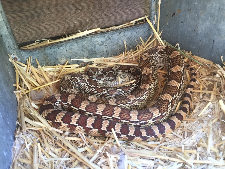 Pituophis in the Hen House! / KXCI