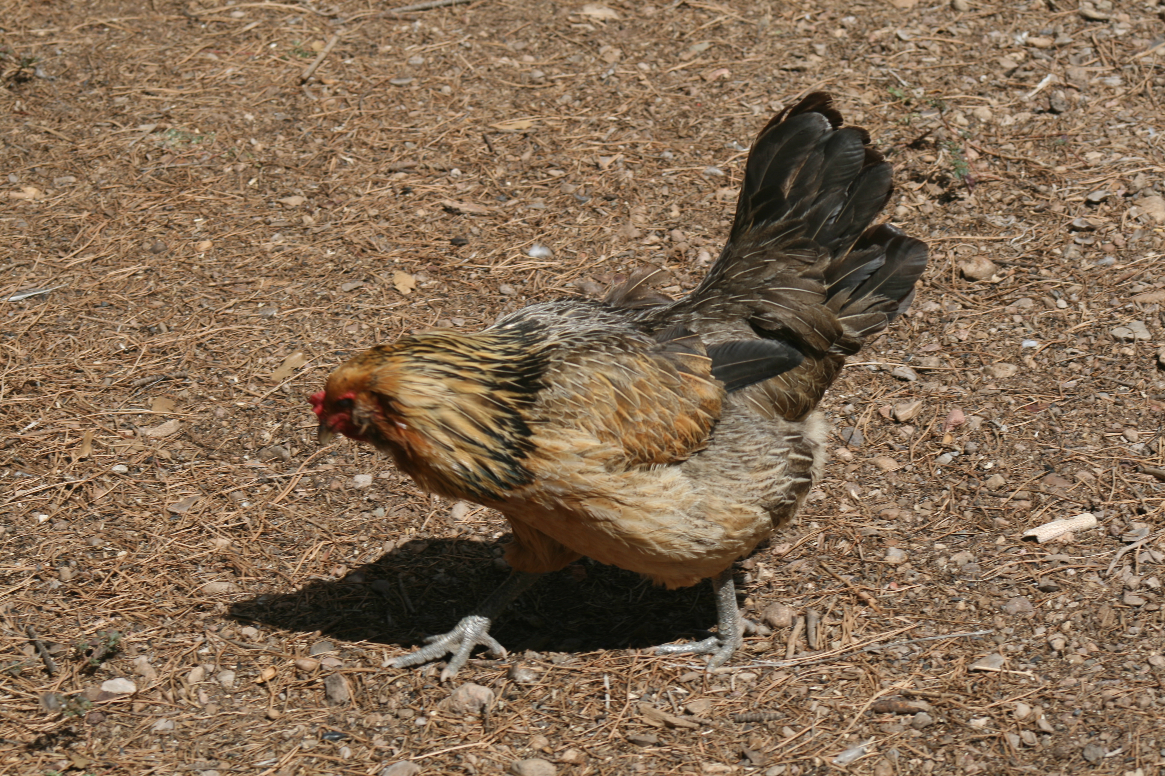 MaLin the Hen and Salvia too / KXCI