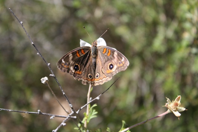Butterfly, Grasshopper and Beetle / KXCI