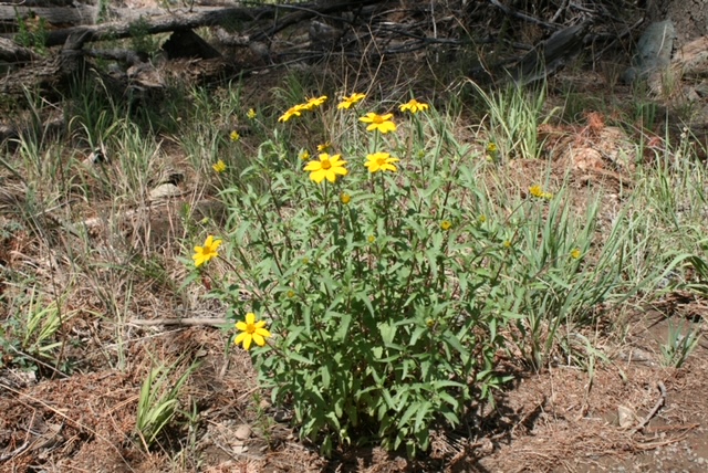 Mountain Oxeye and Red Bordered Satyrs, Oh My! / KXCI