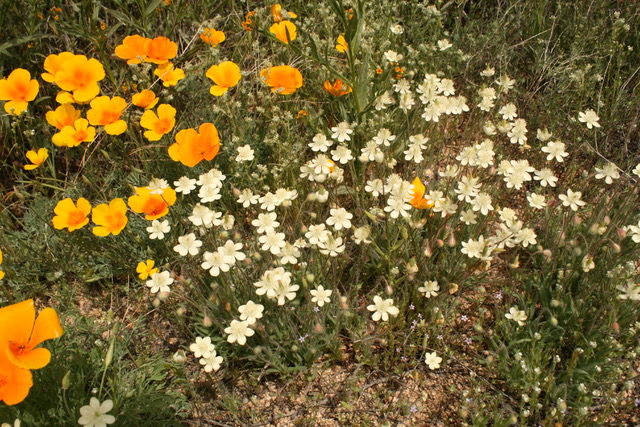 Creamcup Spring / KXCI