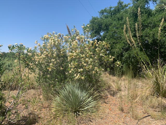 Arizona Rosewood / KXCI