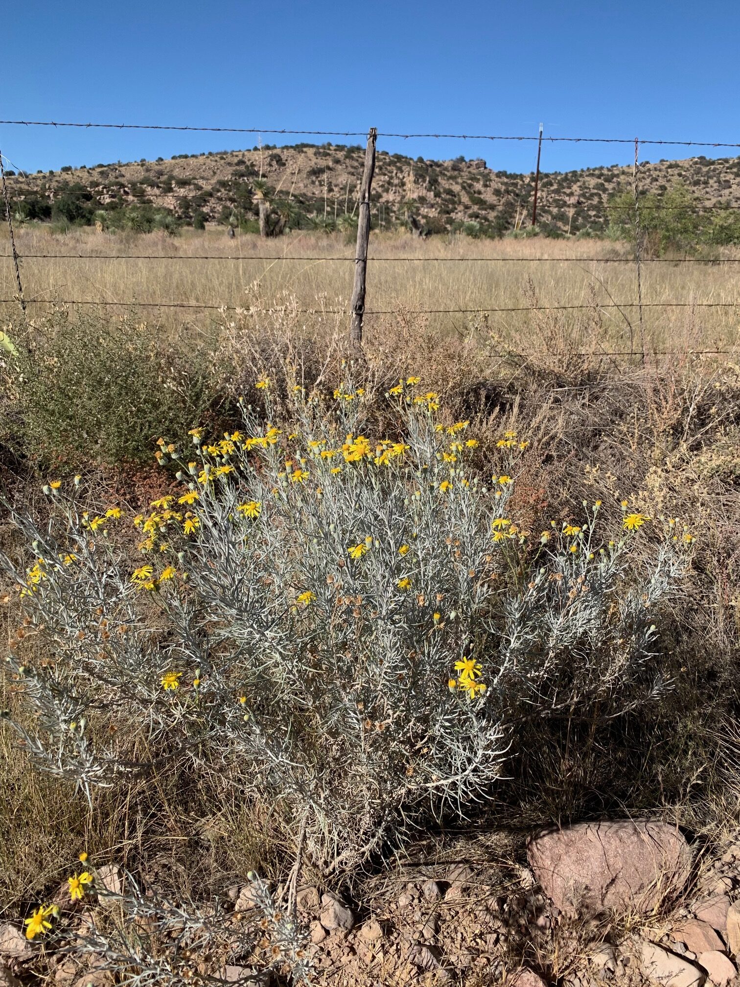 Threadleaf Groundsel / KXCI