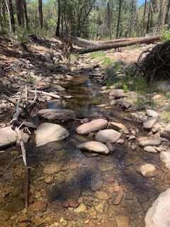 Mexican Stoneroller / KXCI