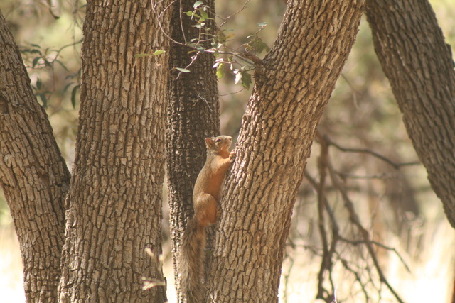 The Apache Fox Squirrel / KXCI