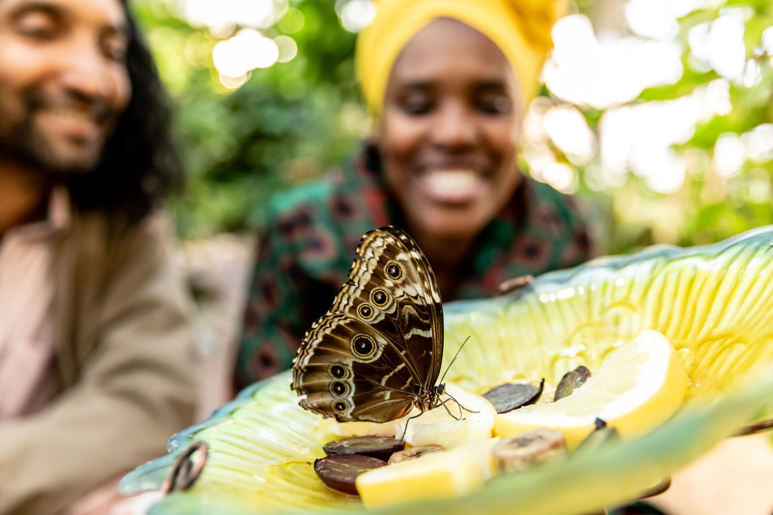 Butterfly Magic / KXCI